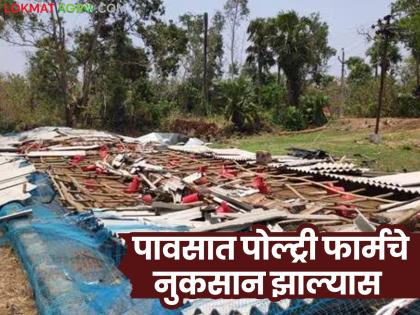 Poultry Farm Damage : पावसात पोल्ट्री फार्मचे नुकसान झाल्यास भरपाई कशी ...