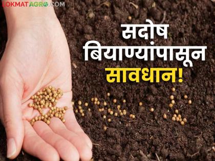 latest news Seed Germination: Damage caused by defective seeds? Farmers ...