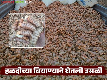 हळदीच्या बियाण्याने गाठला उच्चांक; वाचा सेलमच्या बियाण्याला ...