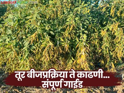 latest news Tur Lagwad Tantradnyan: Do these 5 things before sowing tur ...