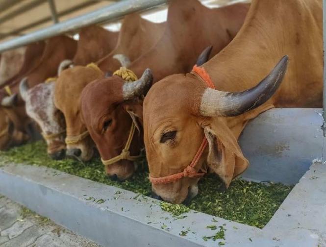 आता मोफत मिळणार चारा बियाणे; पशुपालकांसाठी सरकारची 100% अनुदानावर मोठी ...