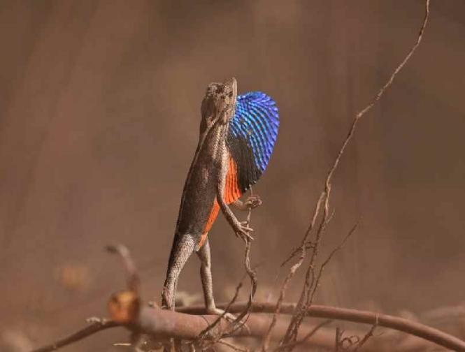 मादीला आकर्षित करण्यासाठी गळा फुगवणारा 'फॅन थ्रोटेड लिझर्ड'; दर्यापूरात ...