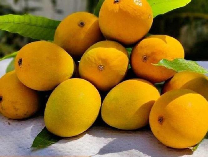 'हापूसचा खरा राजा कोण?' रत्नागिरी, देवगड की कर्नाटक… आंबाप्रेमींमध्ये ...