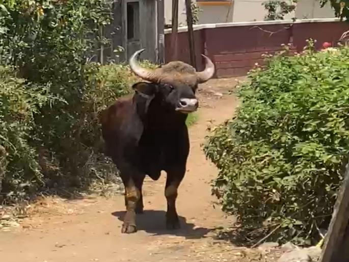 Kolhapur News: सांगरुळमध्ये गव्याचा थरार; दुचाकीला दिलेल्या धडक एकजण ...
