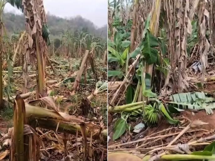 ५० ते ६० किमी वेगाच्या वादळाने झाली दाणादाण; केळीच्या बागांचे नुकसान ...