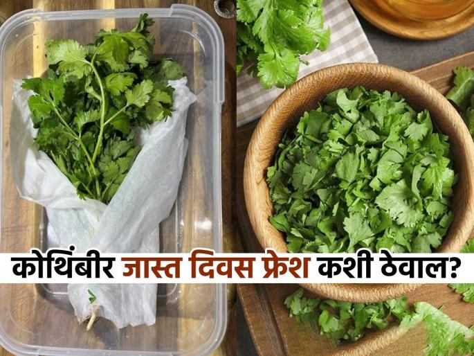 कोथिंबीर भरपूर दिवस राहणार फ्रेश, पाहा स्टोर करण्याच्या ६ सोप्या ...