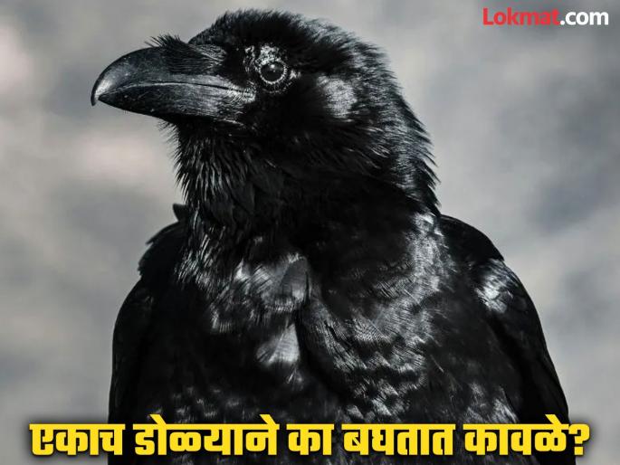 २ डोळे असूनही एकाच डोळ्याने का बघतात कावळे? जाणून घ्या यामागचं कारण ...