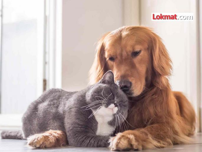 घरामध्ये कुत्रा, मांजर पाळताय; नोंदणी अन् परवाना घेतला का? Gondia ...