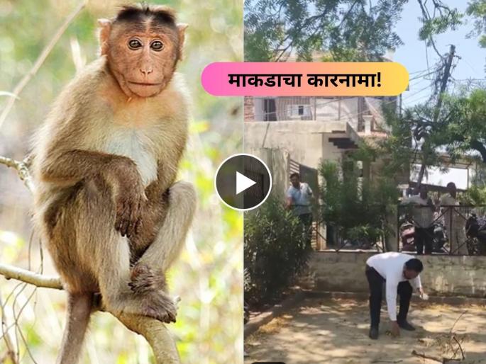 Video - नोटांचा पाऊस! माकडाने पळवली २ लाख असलेली बॅग, झाडावर बसून उडवले ...