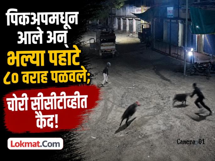 बीड जिल्ह्यात अजब चोरी, अवघ्या अर्ध्या तासात कड्यातून ८० वराह ...