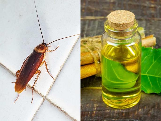 झुरळांचा बंदोबस्त करण्यासाठी वाटीभर पाण्यांत मिसळा 'या' तेलाचे काही ...