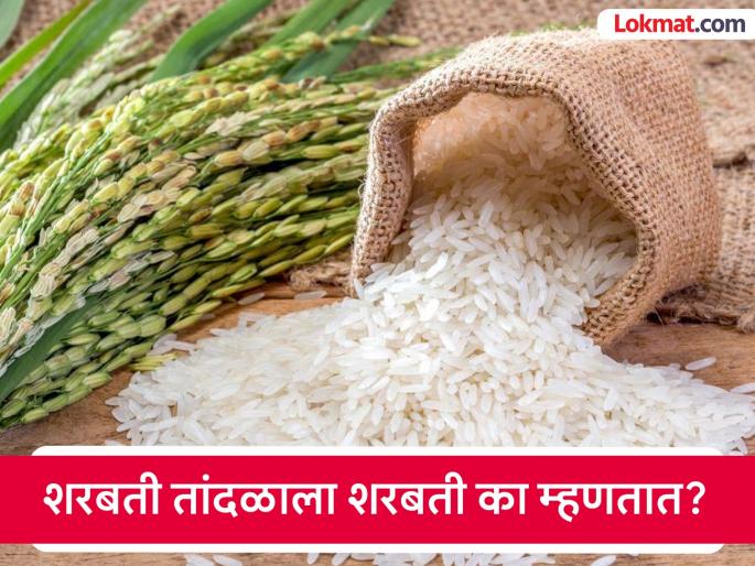 शरबती तांदळात सरबत तर नसतं, मग त्याला शरबती का म्हटलं जातं? जाणून घ्या ...