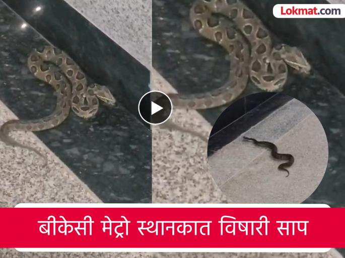 मेट्रो-३ च्या बीकेसी स्थानकात आढळला घोणस जातीचा विषारी साप, व्हिडिओ ...