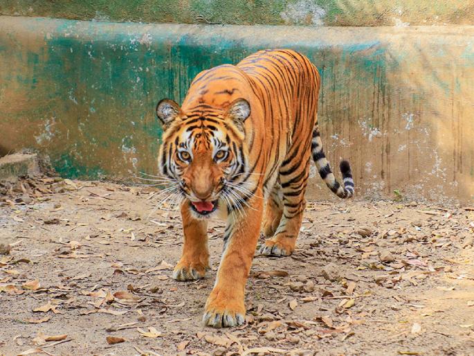 वाघ शहरात घुसल्यावर सरकारला जाग येणार आहे? सिंदेवाहीत एकाच वेळी चार ...