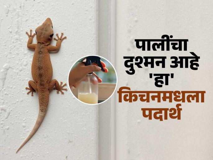 How Keep Lizards Away From Home : पालींना पळवण्याचे घरगुती उपाय सांगा.