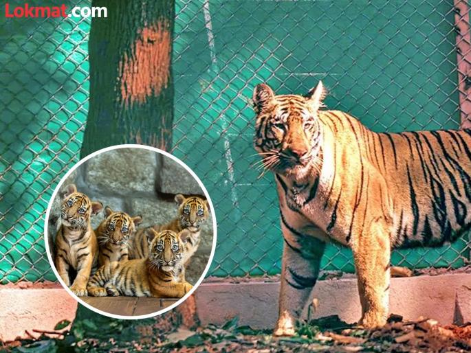 ताडोबा-अंधारीतील 'झीनत' झाली चार मुलांची आई, ओडिशात गेली तेव्हा होती ...