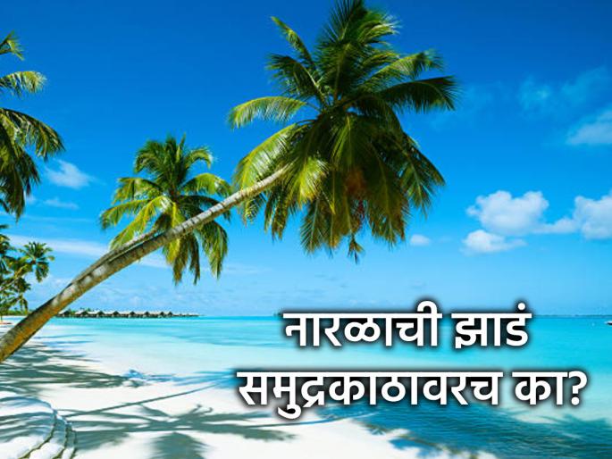 Jara Hatke: समुद्रकिनाऱ्यावरच का वाढतात नारळाची झाडे? ९९% लोकांना माहीत ...