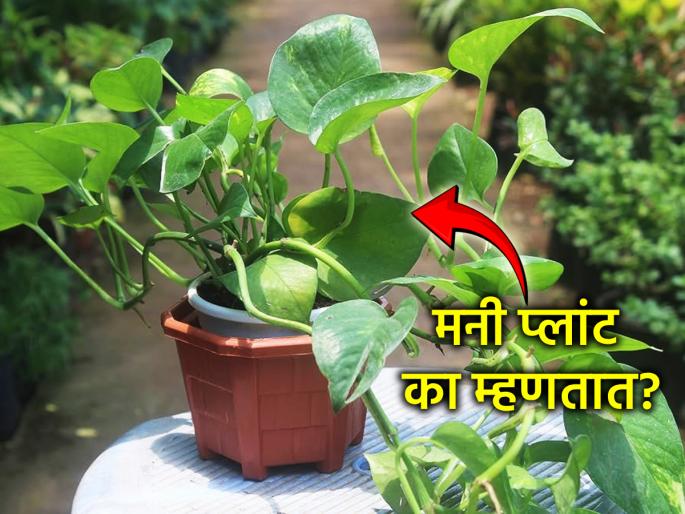 Vastu Tips: मनी प्लांटला 'कुबेराचे रोप' का म्हणतात? ते लावल्याने ...