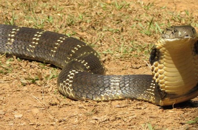 नागपंचमी विशेष; पोवळे, मृदुकाय, अंडेखाऊ साप विदर्भातून लुप्त - Marathi ...