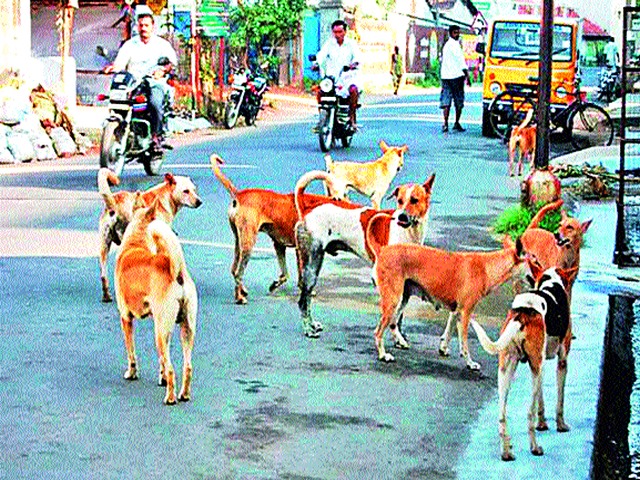 एकलहरे परिसरात मोकाट श्वानांच्या झुंडीच्या झुंडी - Marathi News ...