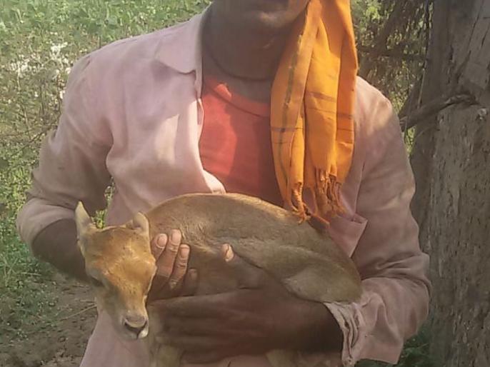 शेतकऱ्याने कुत्र्याच्या हल्ल्यातून वाचवले नील गायीच्या पिल्लाचे प्राण ...