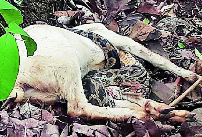 अजगराने घेतला शेळीचा बळी - Marathi News | The python took the goat ...