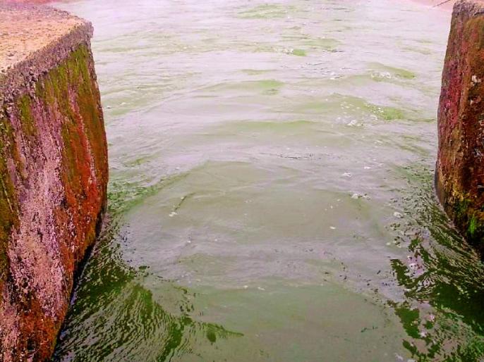 सिंचनासाठी गोसे धरणाचे पाणी डाव्या कालव्यात - Marathi News | Gose dam ...