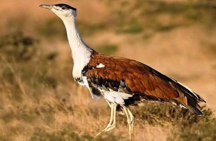 वन विभागाच्या दुर्लक्षपणामुळे माळढोक संवर्धन धोक्यात - Marathi News ...