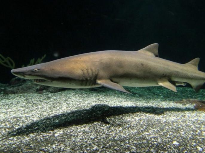Rare two headed baby shark caught in Palghar Maharashtra photos goes ...