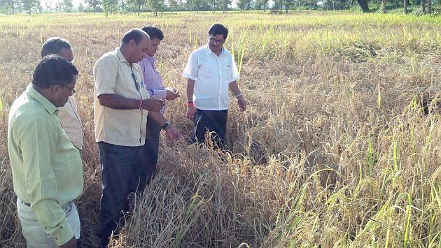 Vidarbha Cotton And Paddy Ash In Assamese And Soyabeen Saltani In ...