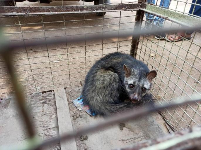 दुर्मीळ उदमांजराला पकडण्यात यश - Marathi News | Success in catching ...