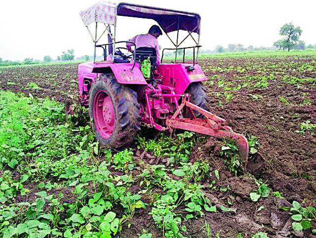 रानडुकरांनी केले मूग पीक फस्त - Marathi News | Randukar made moong crop ...