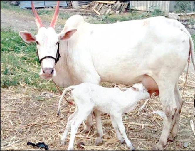 खिलार गाय-बैल नामशेष होण्याच्या मार्गावर - Marathi News | Khilar cow ...