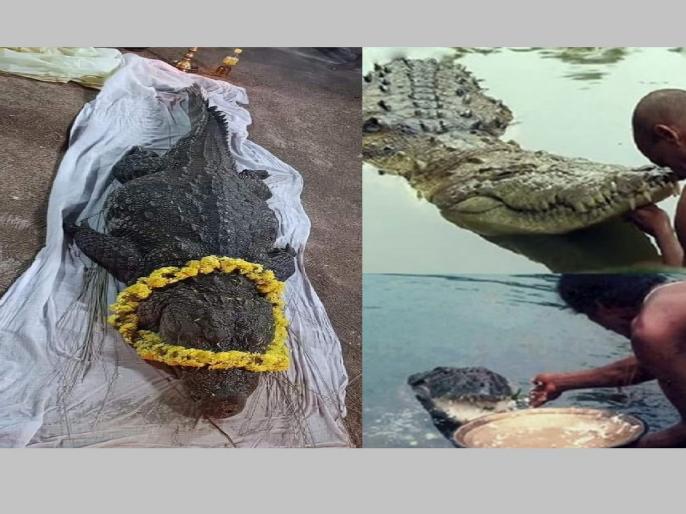 Babiya, Kerala’s vegetarian crocodile of Ananthapura lake temple dies ...