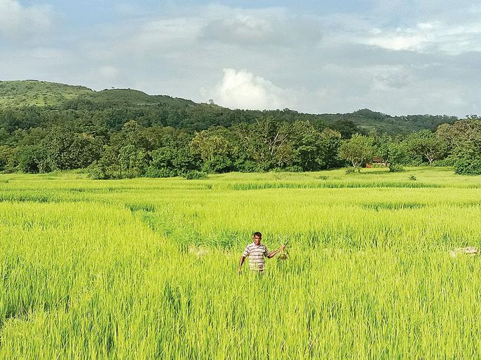 लहरी हवामानामुळे भातशेतीला धोका - Marathi News | Risk of paddy ...