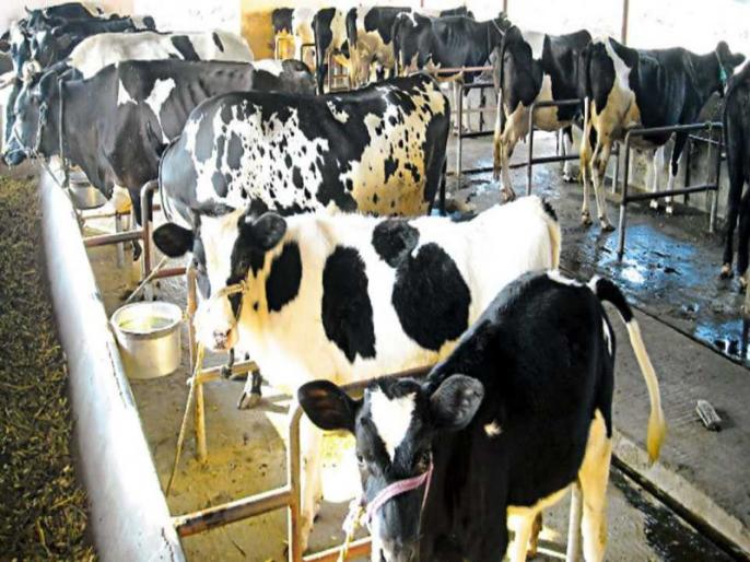 पुण्यातल्या ८५० गोठ्यांमधील साडेपाच हजार जनावरांच्या चाऱ्याचा प्रश्न ...