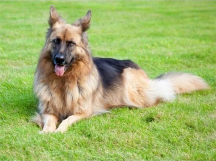 Top richest pets in the world, see photos | www.lokmattimes.com