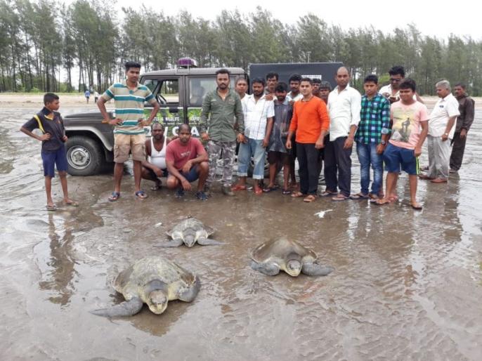 सजग नागरिकांमुळे वाचला आठ कासवांचा जीव - Marathi News | Eight turtles ...