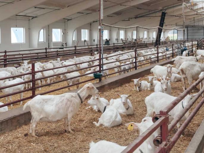 Goat farming | Goat farming loan | Goat farming Project | Goat farming in Maharashtra | Goat ...