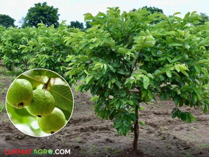 पेरू शेती व्हिडिओ | Latest Guava Farming Popular & Viral Videos | Video ...
