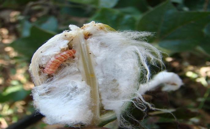 Bt Cotton: Pink Bollworm Attack On Cotton Crop | कापूस उत्पादक ...