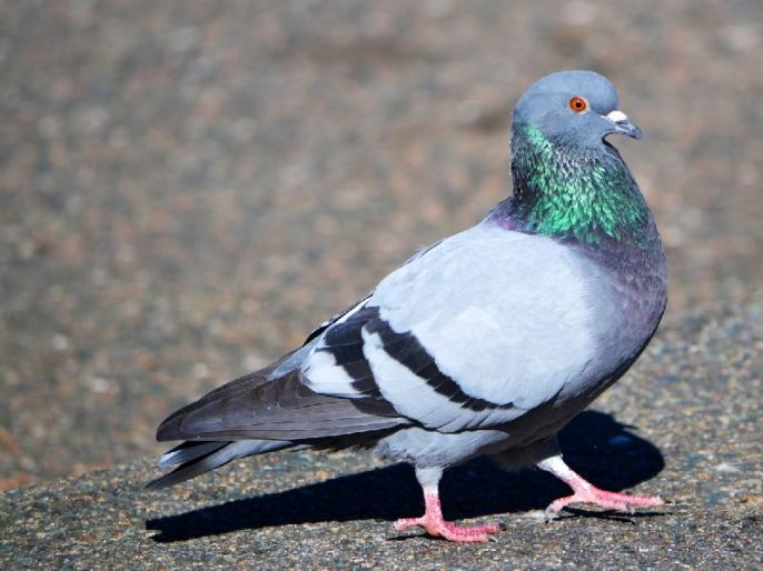 Pillars Of Pigeon Duck | कबुतरांची पुणेरी पाटी.. | Lokmat.Com