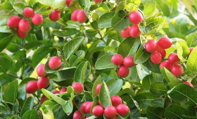 रानातला रानमेवा चाखावा एकदा - Marathi News | Once in the desert ...