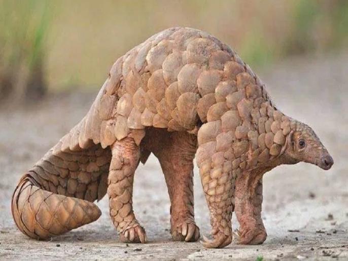 मांस, चिनी औषधे, बुलेटप्रूफ जॅकेटसाठी खवलेमांजरांची हत्या - Marathi ...