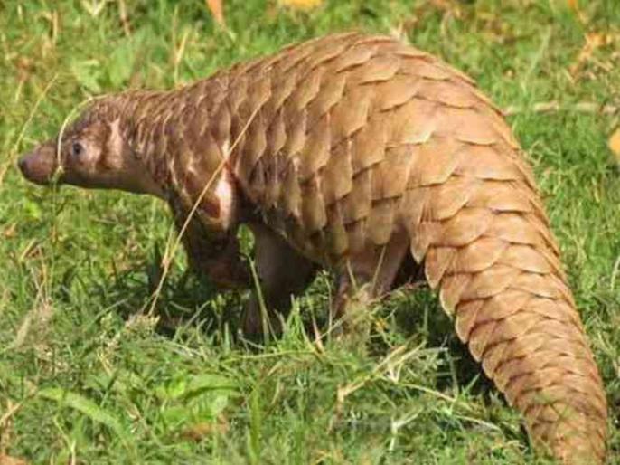 Crime News खवले मांजर तस्करीतील सुत्रधार गोव्याचा; सदर बझारमध्ये ...