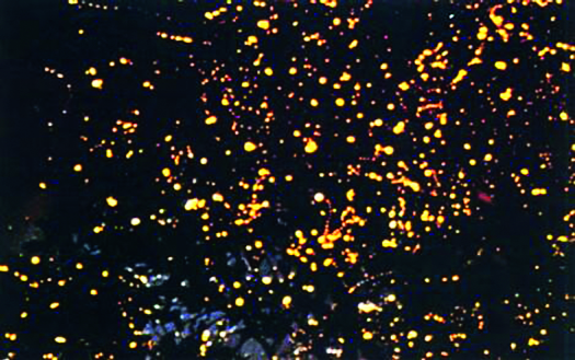 ‘राधानगरी’त काजवा महोत्सव - Marathi News | Kajwa Festival in ...