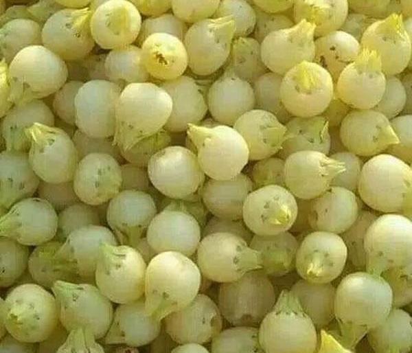 मोहाफुलांच्या संकलनासाठी आता ग्रीन नेट : वनविभागाचा नवा उपक्रम ...