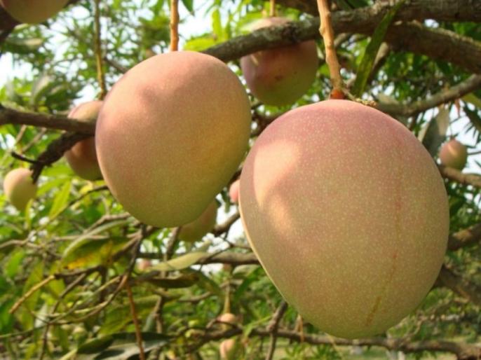 Mancurad mango sold at Rs 6,000 a dozen in Goa | www.lokmattimes.com