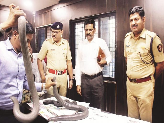 चौघे मांडूळ तस्कर नांदेडमध्ये पोलिसांच्या जाळ्यात - Marathi News | Four ...