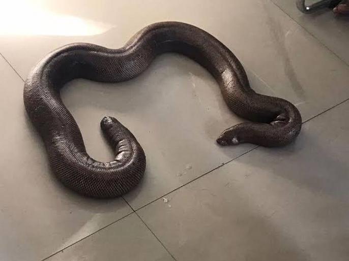 'या' सापाची किंमत ३ कोटी रूपये, पण ब्लॅक मार्केटमध्ये इतकी डिमांड ...